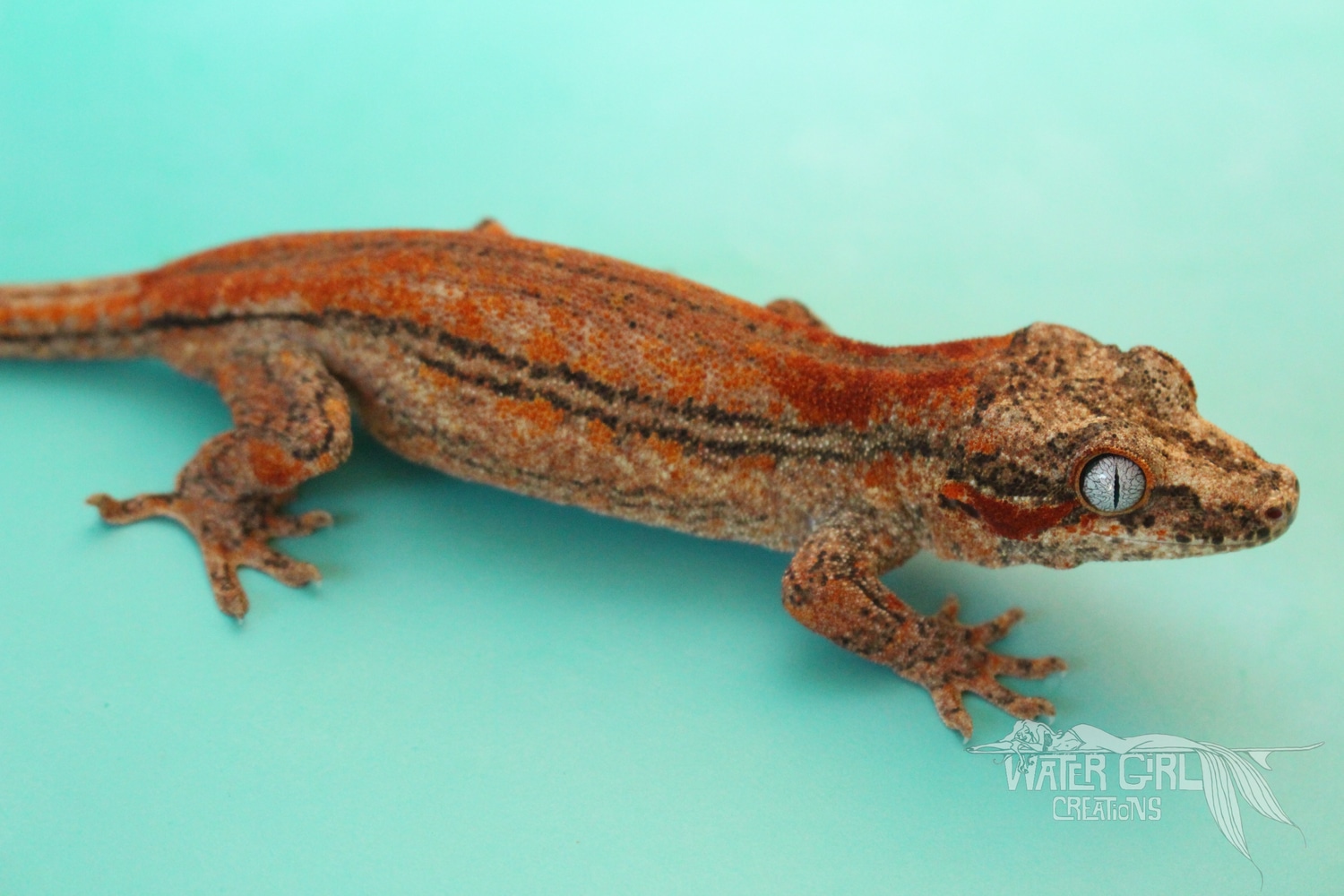 Pretty Red Gargoyle Gecko by Water Girl Creations - MorphMarket