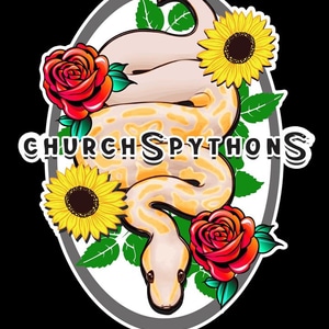 Church’s Pythons - MorphMarket