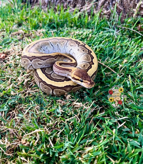 Fiona Ball Python by Church’s Pythons