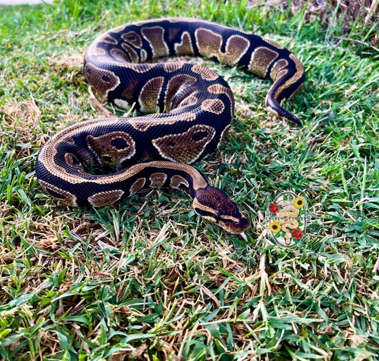 💯 Het DG Male {Proven} Ball Python by Church’s Pythons