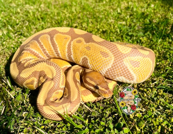Snickerdoodle Ball Python by Church’s Pythons