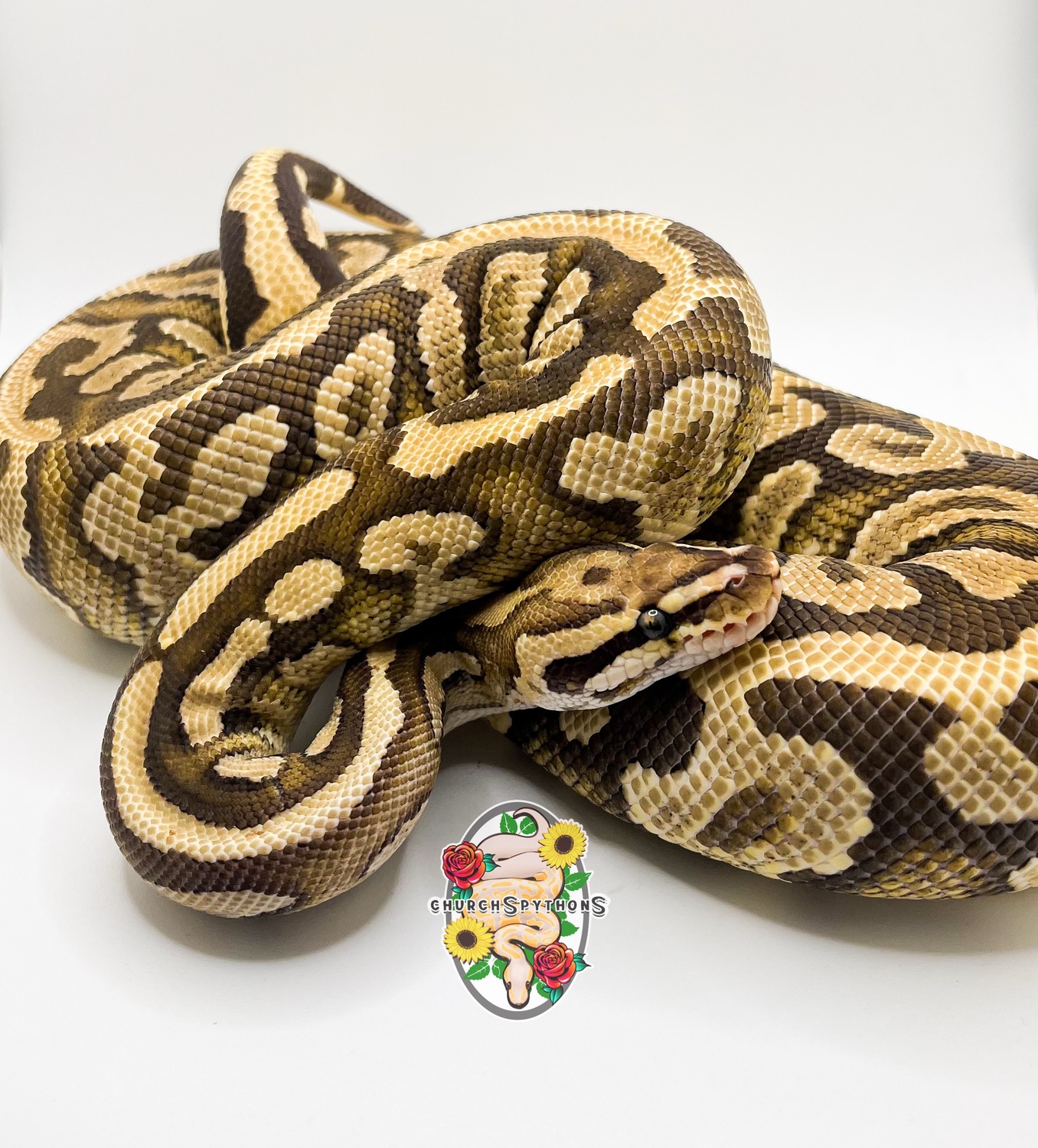 Church’s Pythons's Collection - MorphMarket