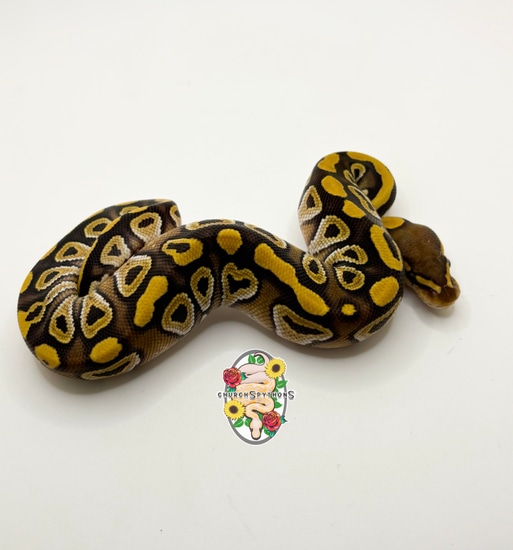 Mojave DH Hypo/Clown Ball Python by Church’s Pythons