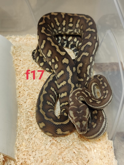 Morelia Bredli Female Centralian Carpet Python by W H Reptiles