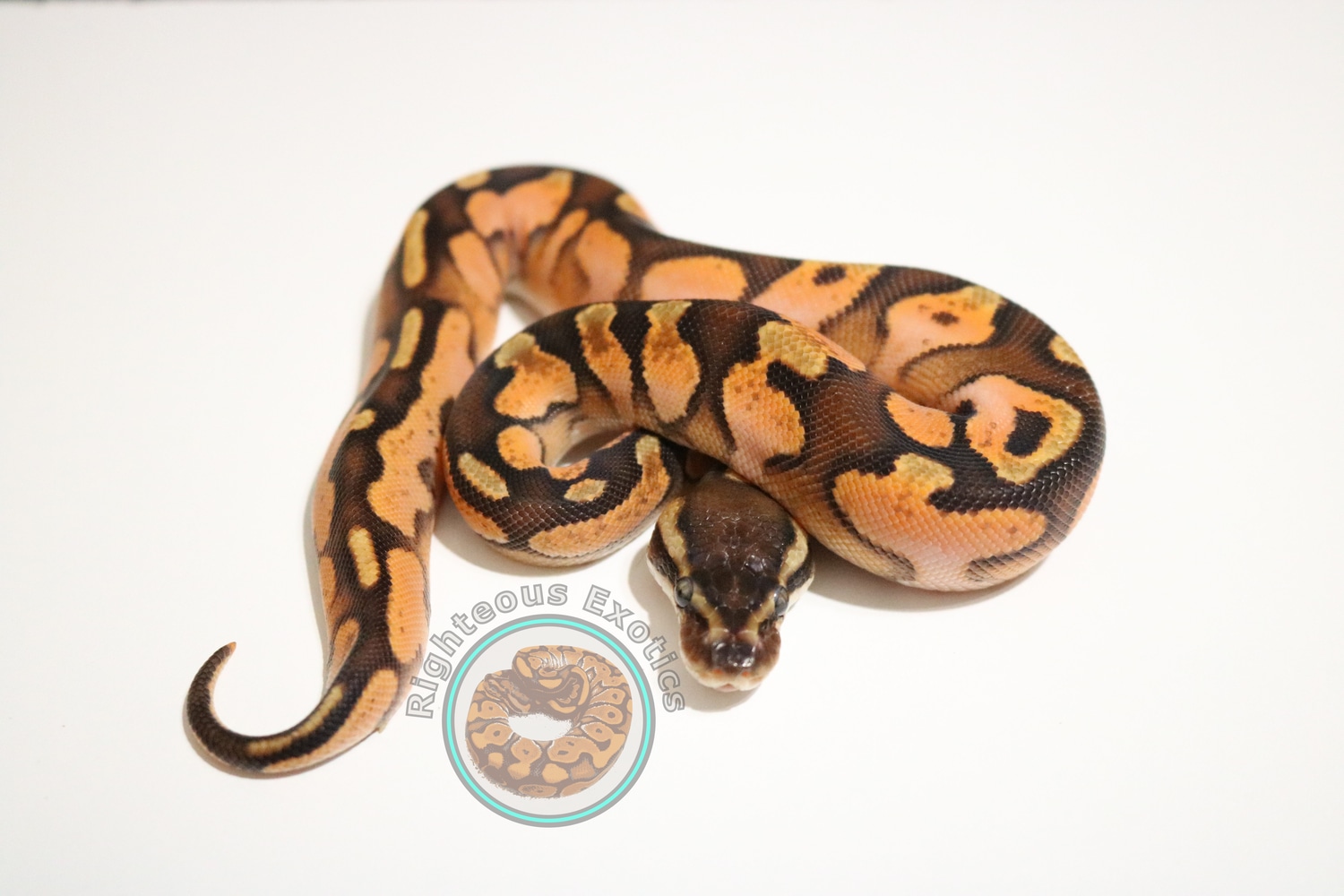 Righteous Exotics's Collection - MorphMarket