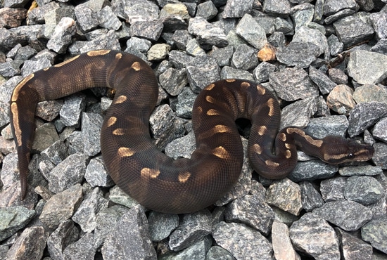 Super Ghi Ball Python by Wayne grandy