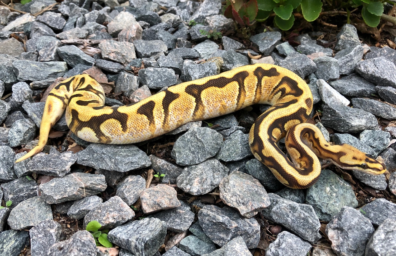 Cypress Spider Yellowbelly Het Hypo Ball Python by Wayne grandy ...
