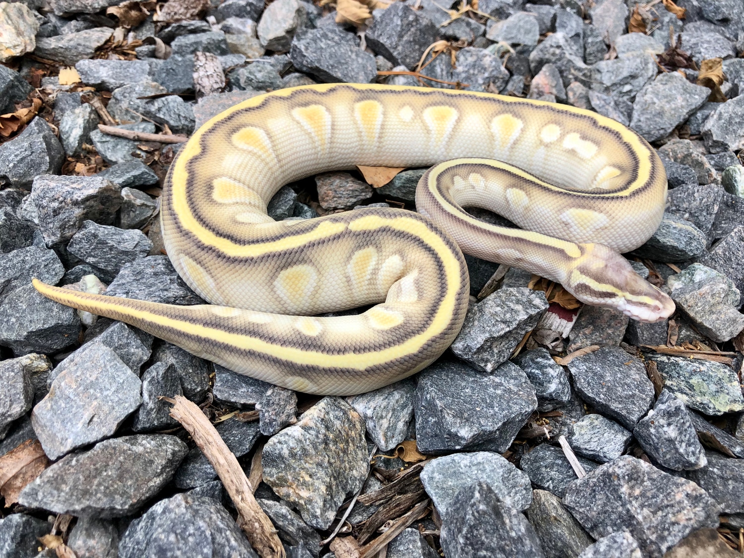 Hypo Cypress Pastel Butter Ball Python by Wayne grandy - MorphMarket