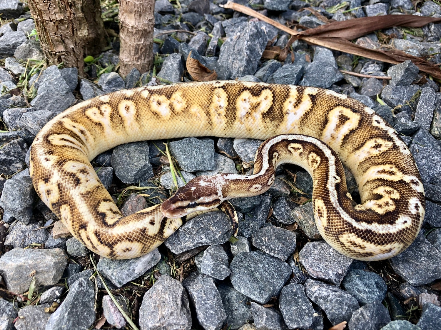 Sugar Inferno Possibly Hra Ball Python by Wayne grandy - MorphMarket