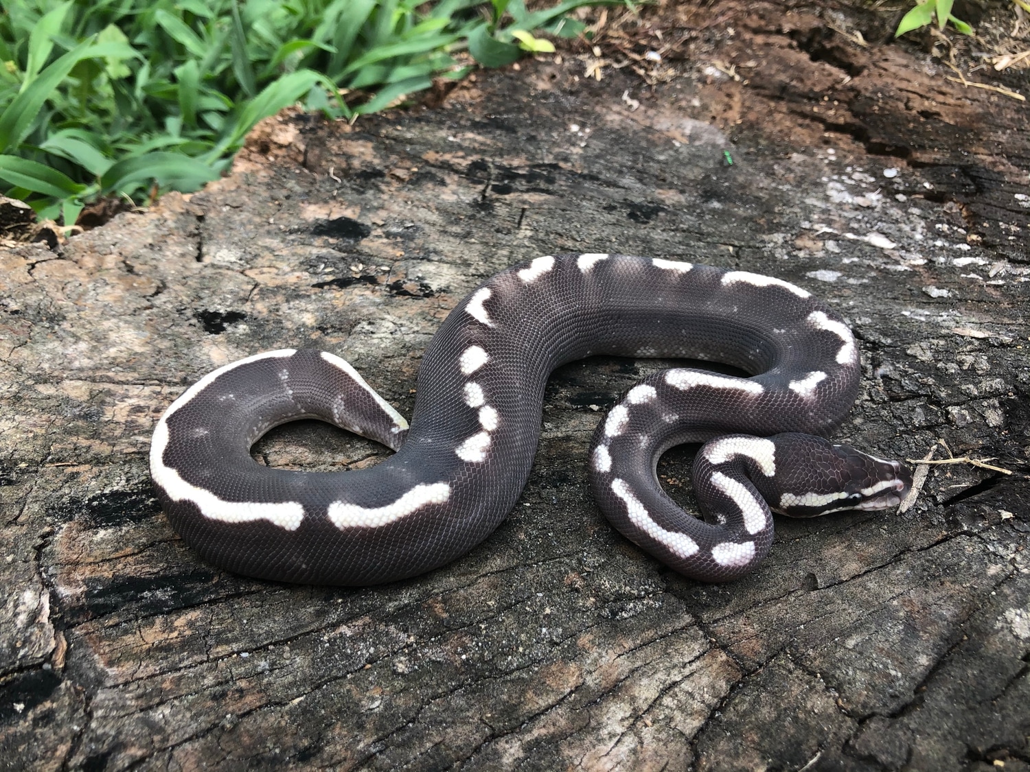 Super Ghi Mojave Ball Python by Wayne grandy - MorphMarket