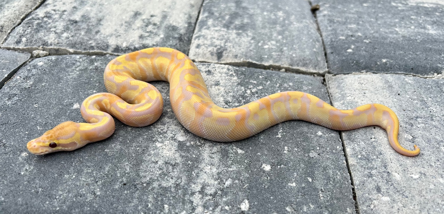 Ultramel Mojave Enchi Fire Ball Python by Wayne grandy - MorphMarket
