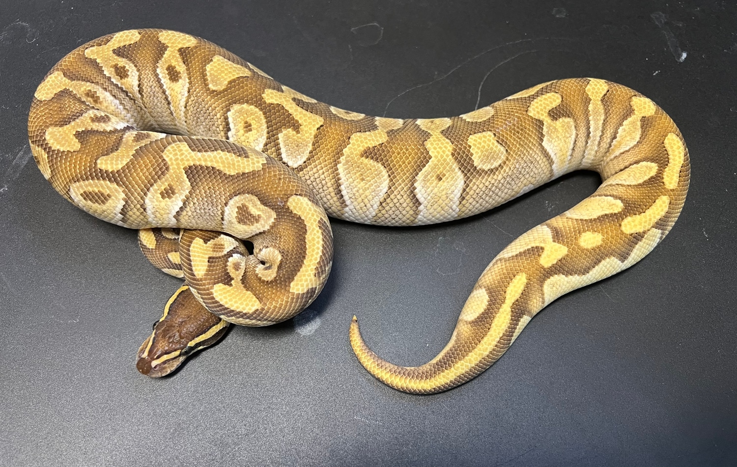 Enchi Mojave Het Ultramel Ball Python by Wayne grandy - MorphMarket