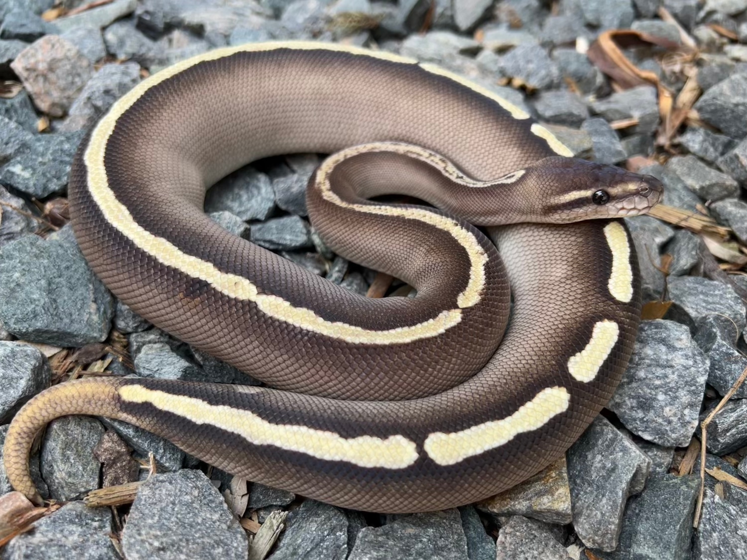 Cypress Ghi Mojave Het Ghost Ball Python by Wayne grandy - MorphMarket