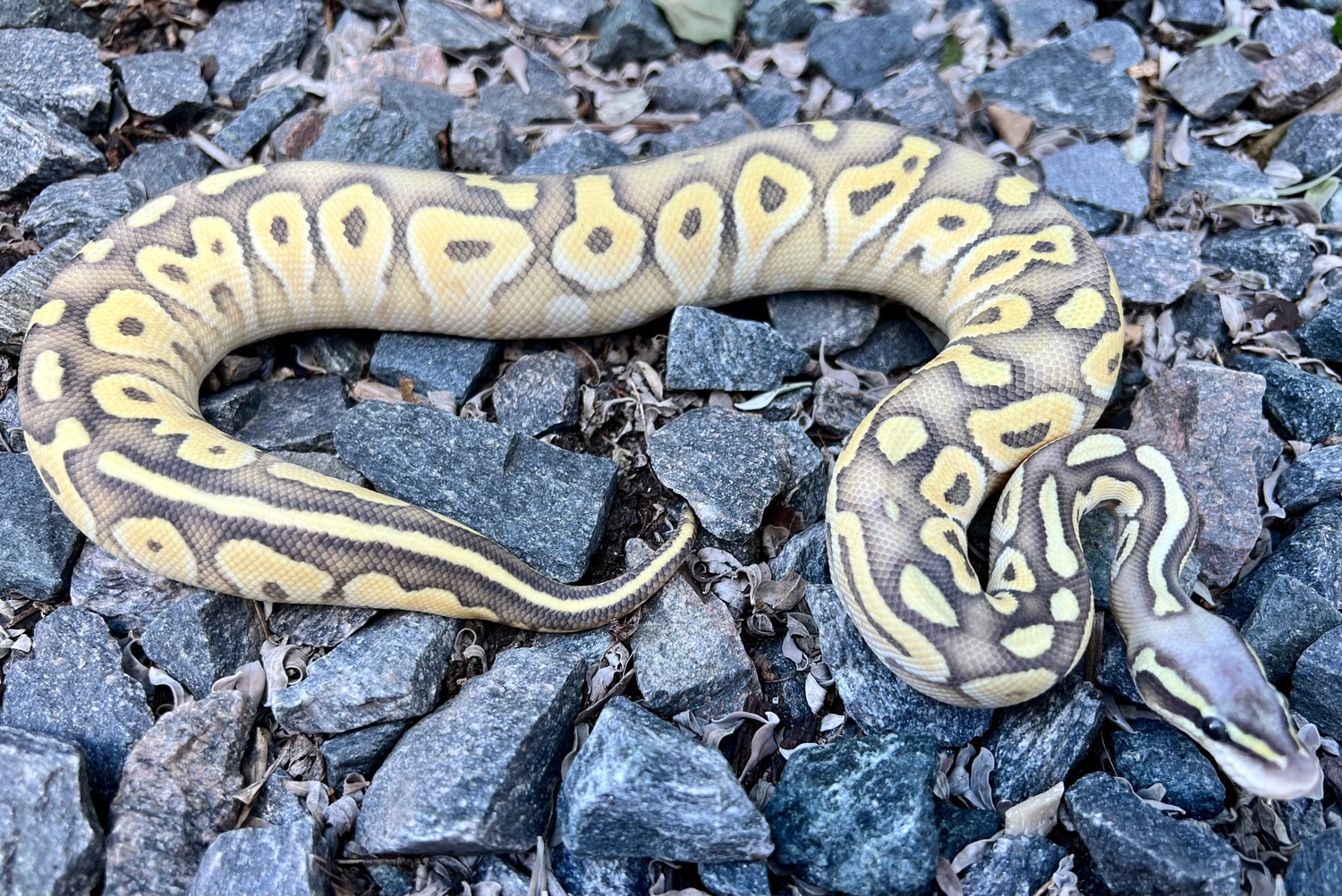 Hypo Pastel Butter Ball Python by Wayne grandy - MorphMarket