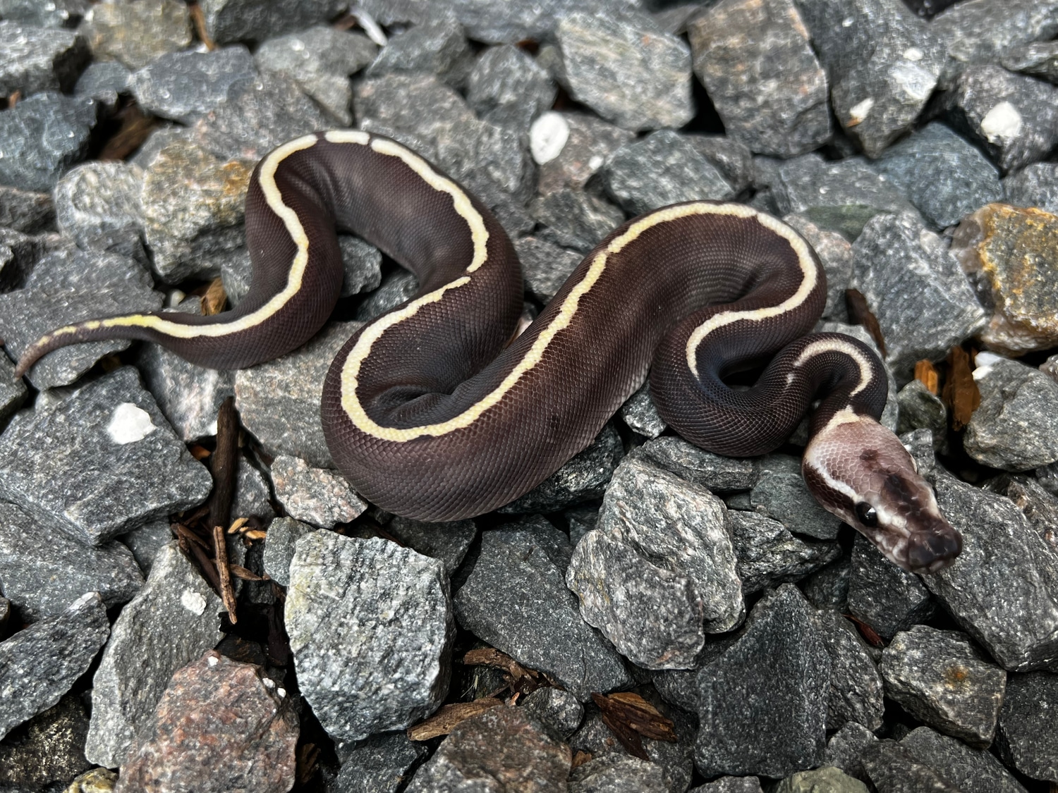 Shatter Super Ghi Pastel Mojave Ball Python by Wayne grandy - MorphMarket