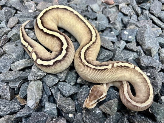 Cypress Ghi Pastel Mojave Het Hypo Ball Python by Wayne grandy