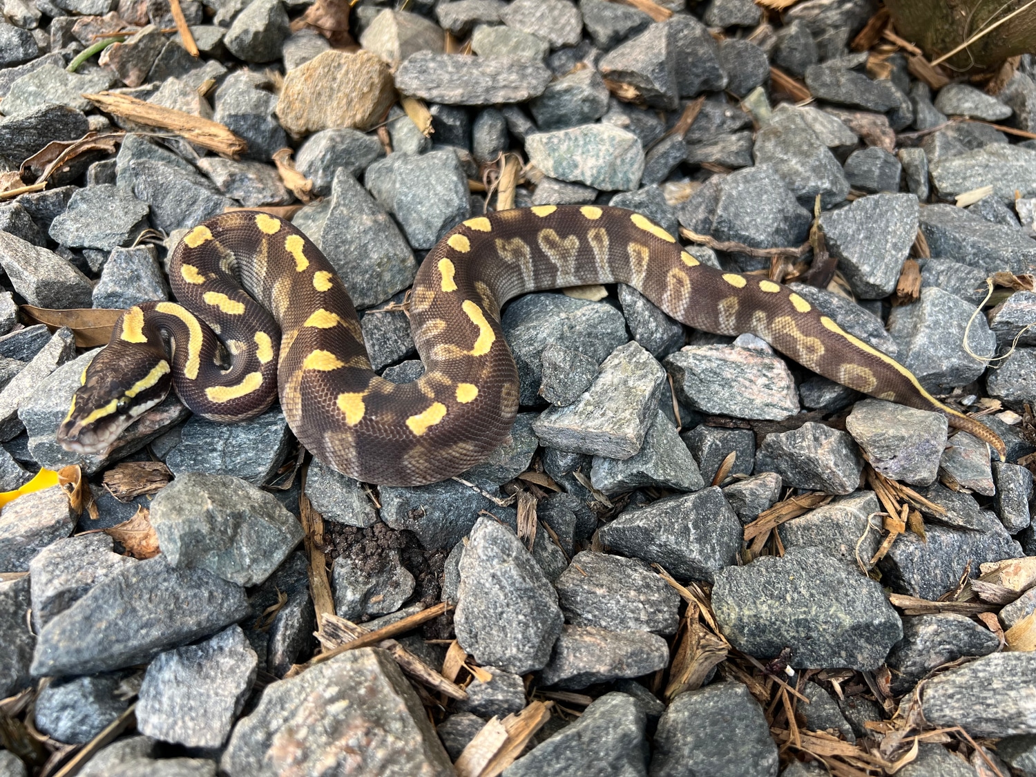 Ghi Mojave Leopard Possible Orangebelly And Shatter Ball Python by Wayne grandy - MorphMarket