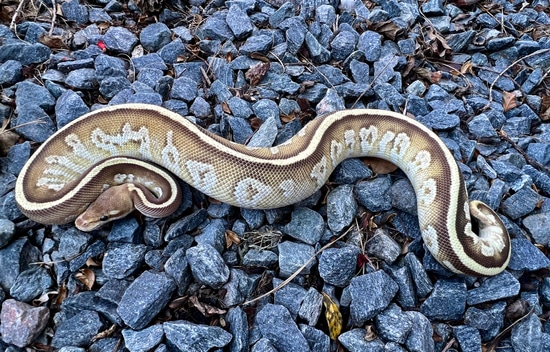 Cypress Fire Mojave Het Ultramel Ball Python by Wayne grandy