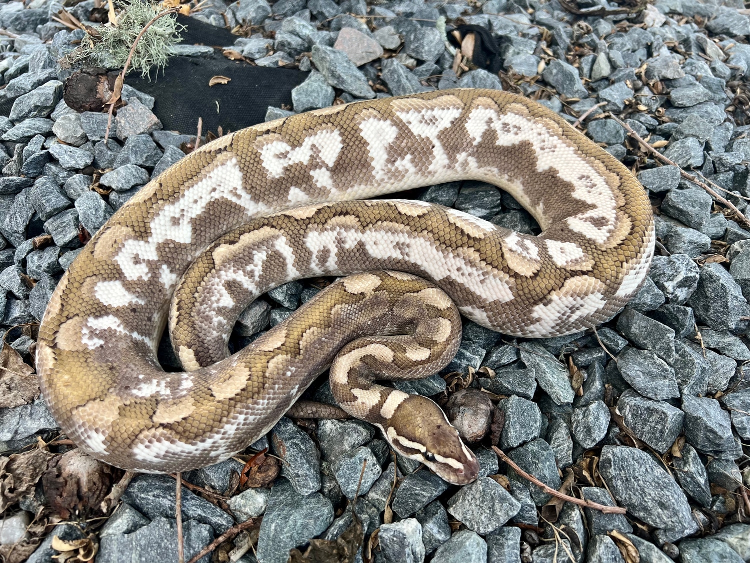 Bamboo Sugar Hra Ball Python by Wayne grandy - MorphMarket
