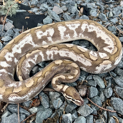 Bamboo Pastel Hra Ball Python by Wayne grandy - MorphMarket