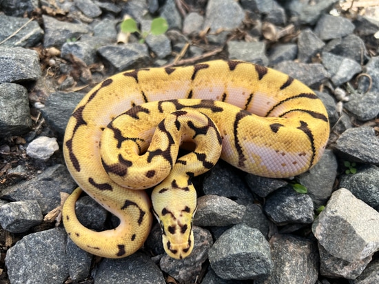 Enchi Bumblebee Ball Python by Wayne grandy
