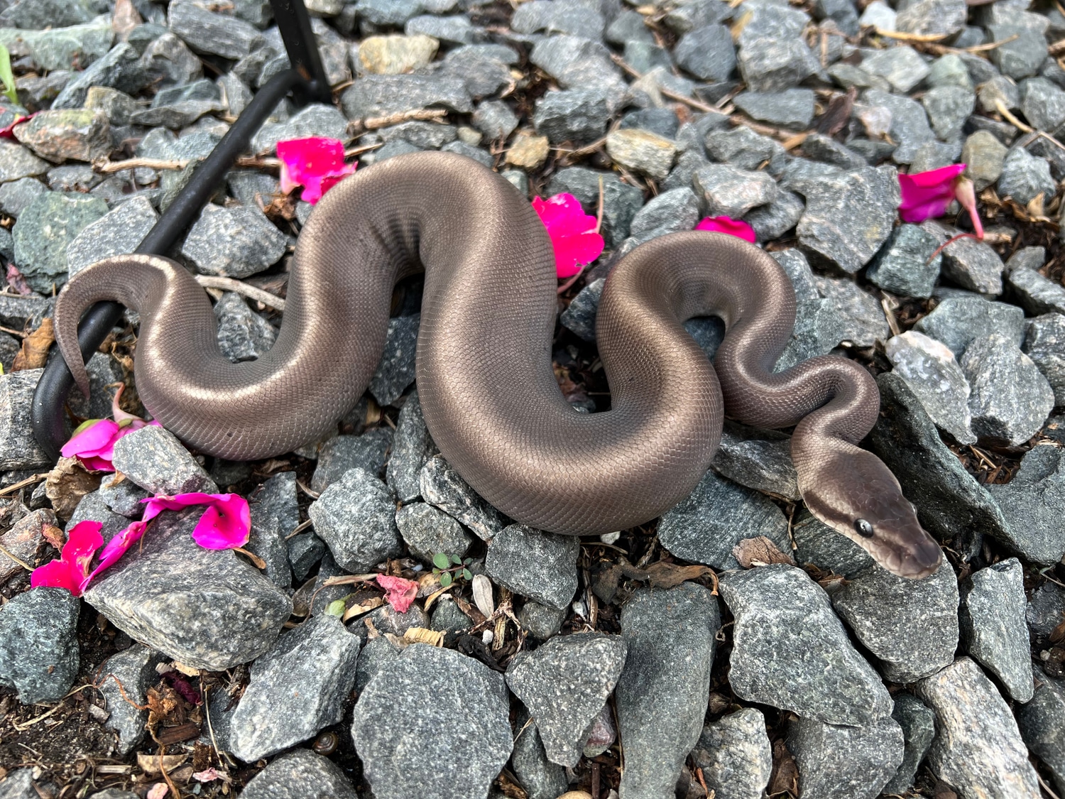 Super Ghi Cinnamon Mojave Ball Python by Wayne grandy - MorphMarket