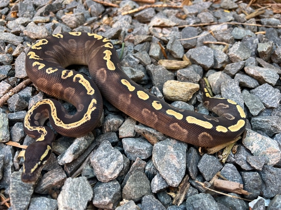 Ghi Mojave Ball Python by Wayne grandy