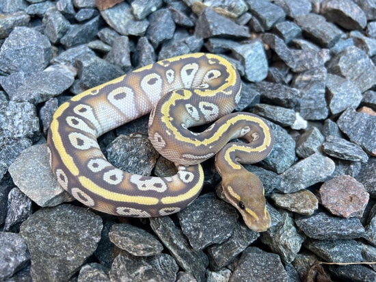 Hypo Cypress Mojave Ball Python by Wayne grandy