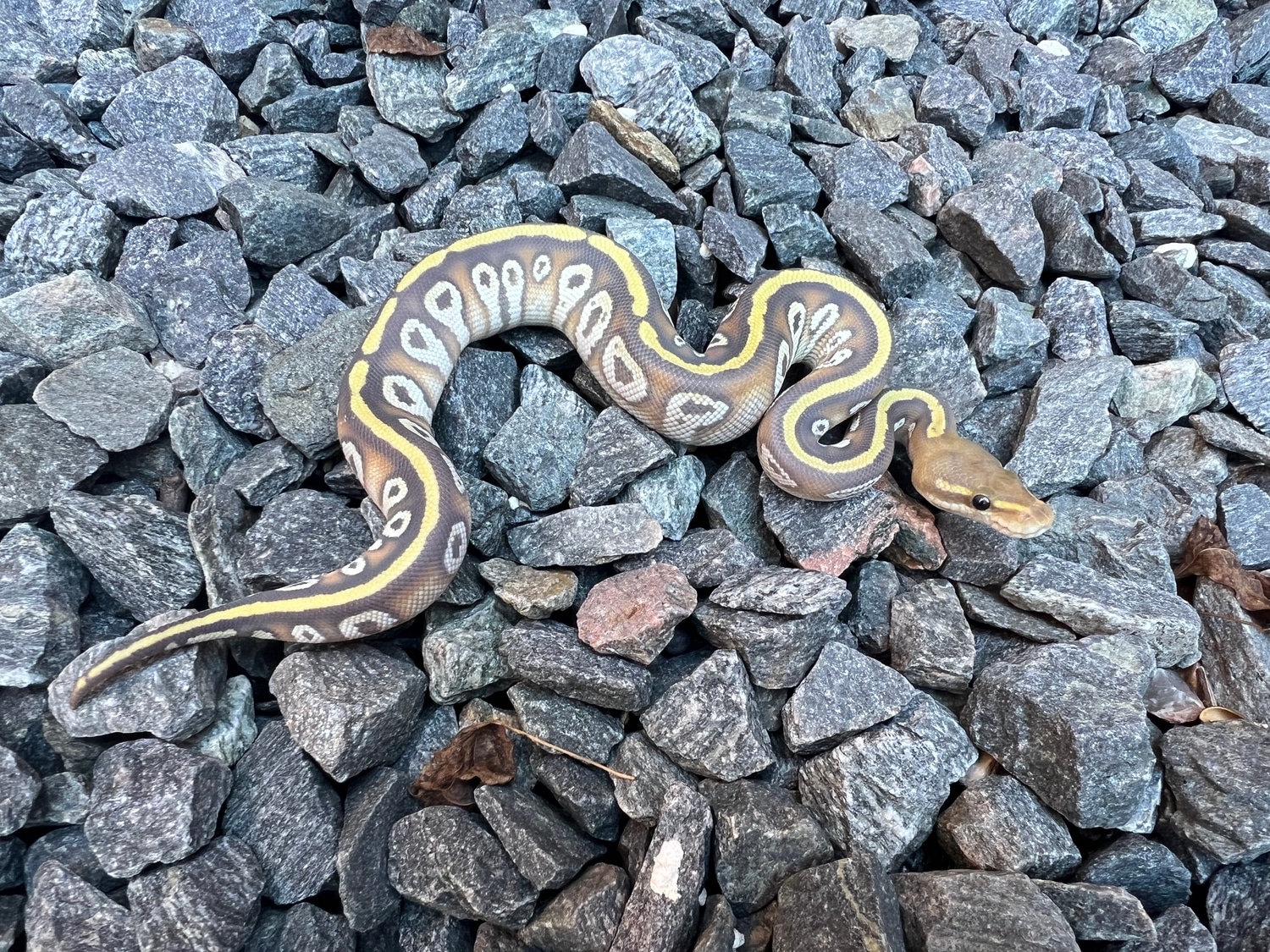 Hypo Cypress Mojave Ball Python by Wayne grandy - MorphMarket