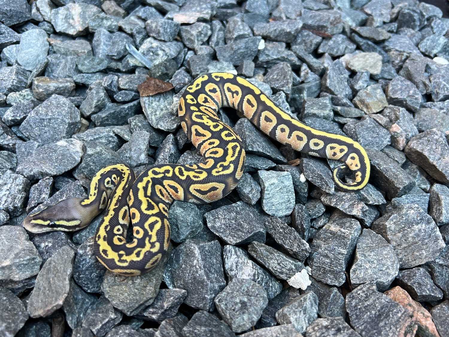 Hypo Pastel Cypress Ball Python by Wayne grandy - MorphMarket