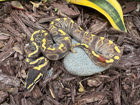 Shatter Ghi Mojave Ball Python by Wayne grandy