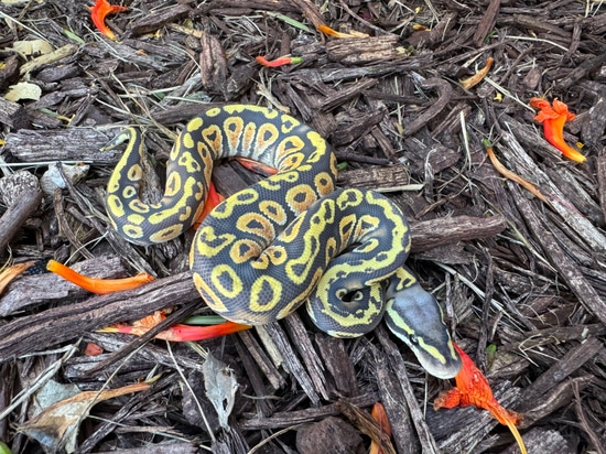 Hypo Pastel Cypress Hypo Ball Python by Wayne grandy