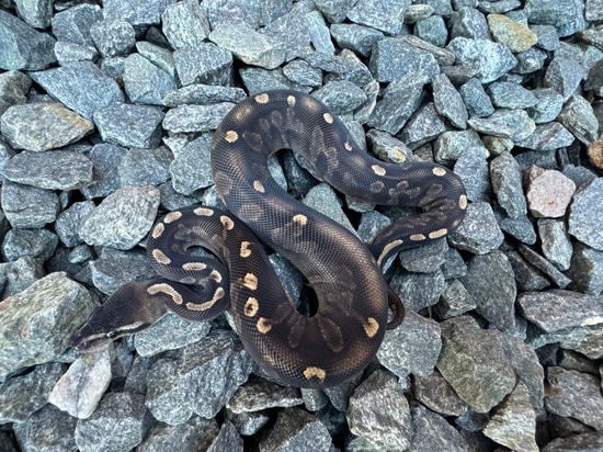 Ghi Cinnamon Possibly Shatter Ball Python by Wayne grandy