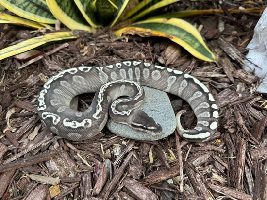 Ghi Cypress Lesser Het Hypo Ball Python by Wayne grandy