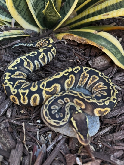 Cypress Ghi Pastel Het Hypo Ball Python by Wayne grandy