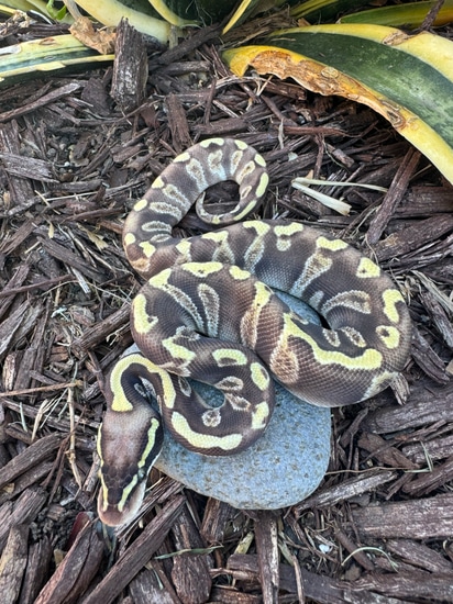 Ghi Pastel Mojave Ball Python by Wayne grandy