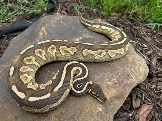 Cinnamon Mojave Yellowbelly Ball Python by Wayne grandy