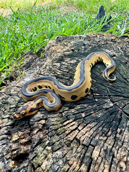 Leopard Clown Ball Python by Wayne grandy