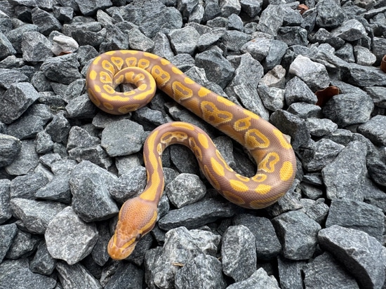 Ultramel Mojave Ball Python by Wayne grandy