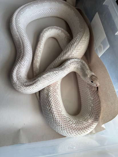 Axanthic Patternless White Sided Het Trumbower Hypo Bullsnake by Wayne ...