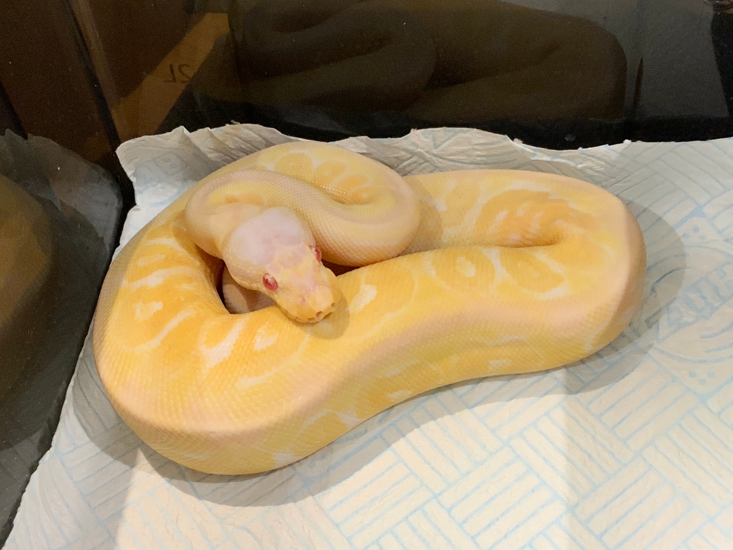 Albino Black Pewter Yellow Belly Ball Python by Phoenix Royals ...