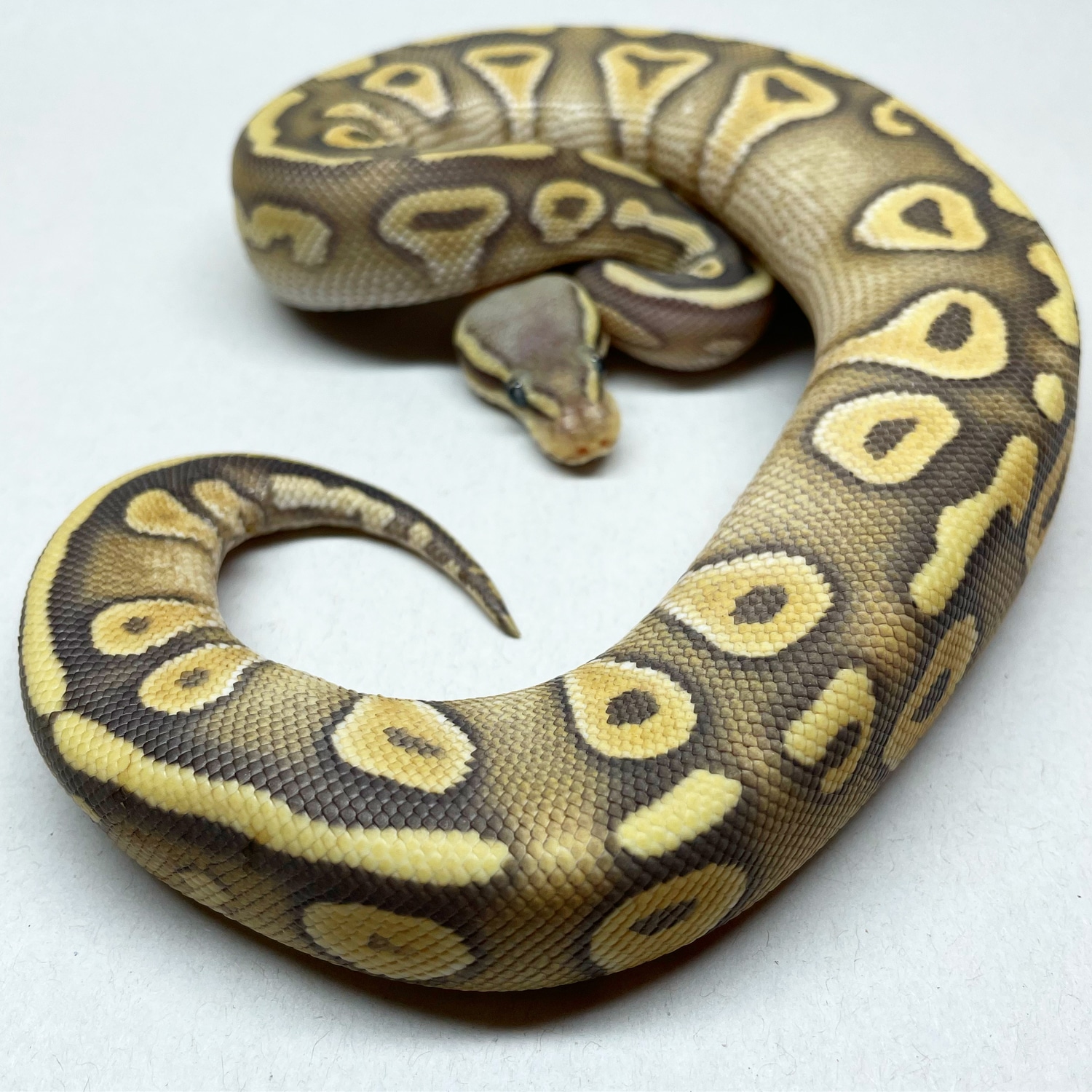 Pastave Ghost Ball Python by Phoenix Royals - MorphMarket