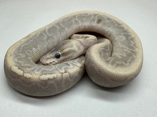 Ghi Vanilla Bamboo Orange Ghost Ball Python by Phoenix Royals