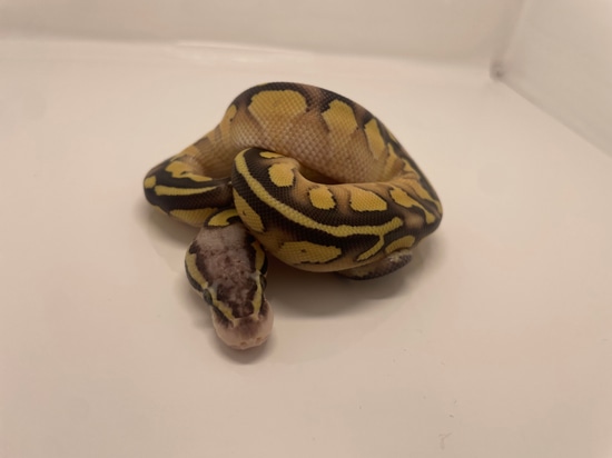 Fire Butter Pastel Poss Blaze Ball Python by Waz Waz Snake'S