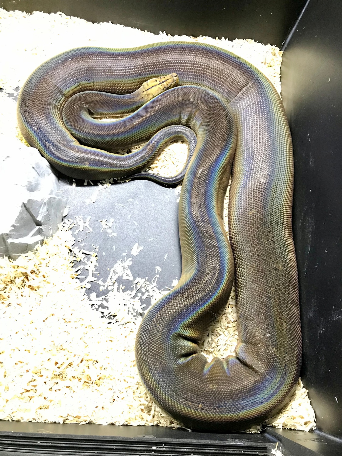 **Proven** 62.5% Kalaotoa 6.25% Jampea GC Anery 66% Het Purple ...