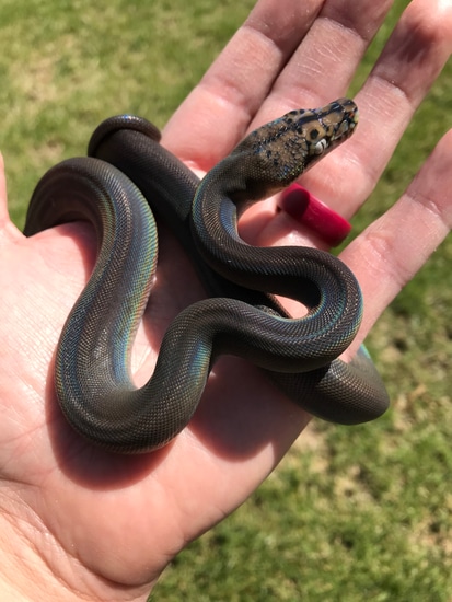 59.37% SD/D Motley GC Anery 66% Het Purple Snow Reticulated Python by ...