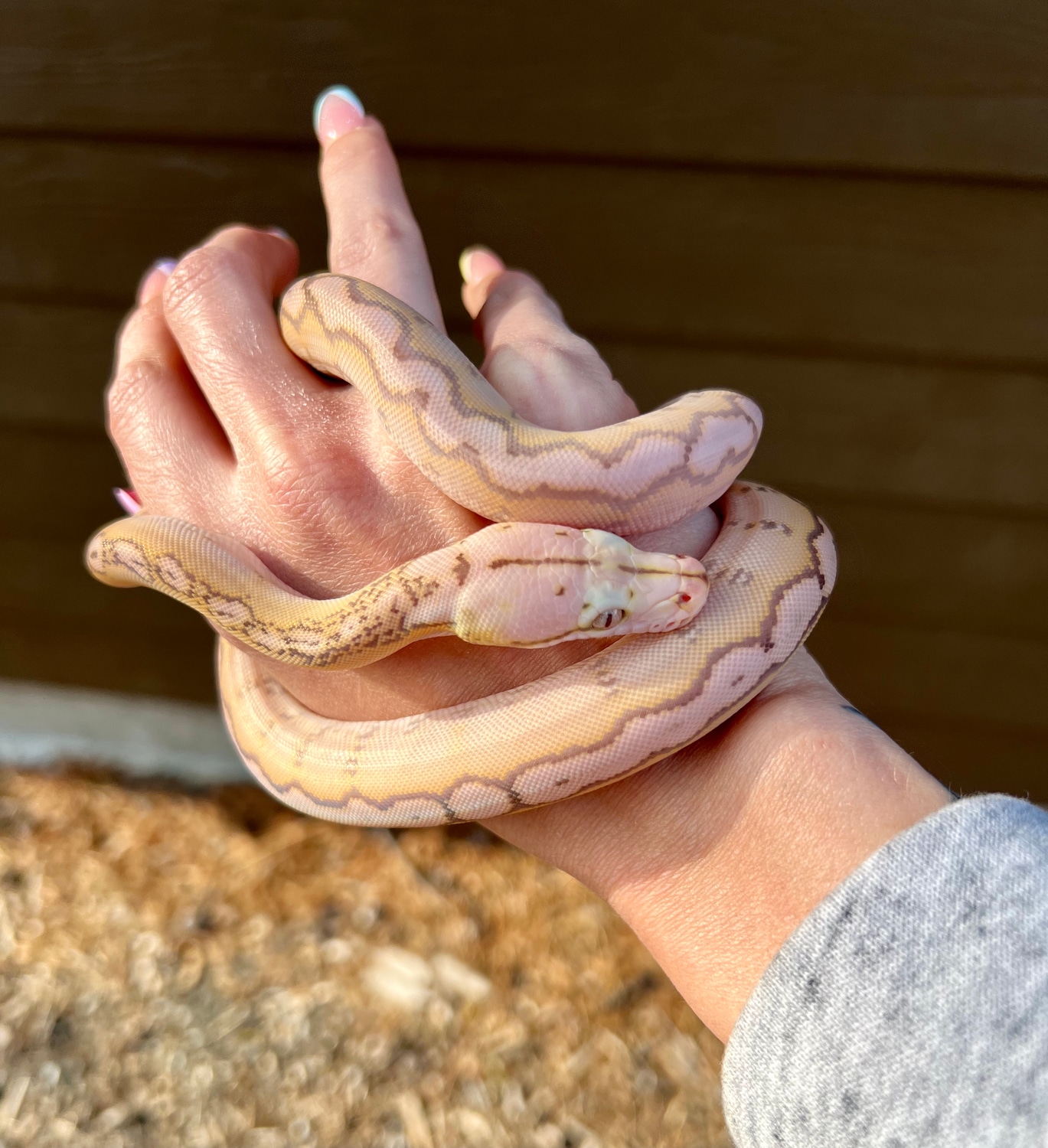 59.37% SD/D Motley Purple Snow Reticulated Python by Prodigy Pythons ...