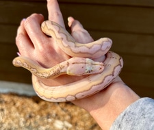 59.37% SD/D Motley GC Purple Snow Reticulated Python by Prodigy Pythons ...