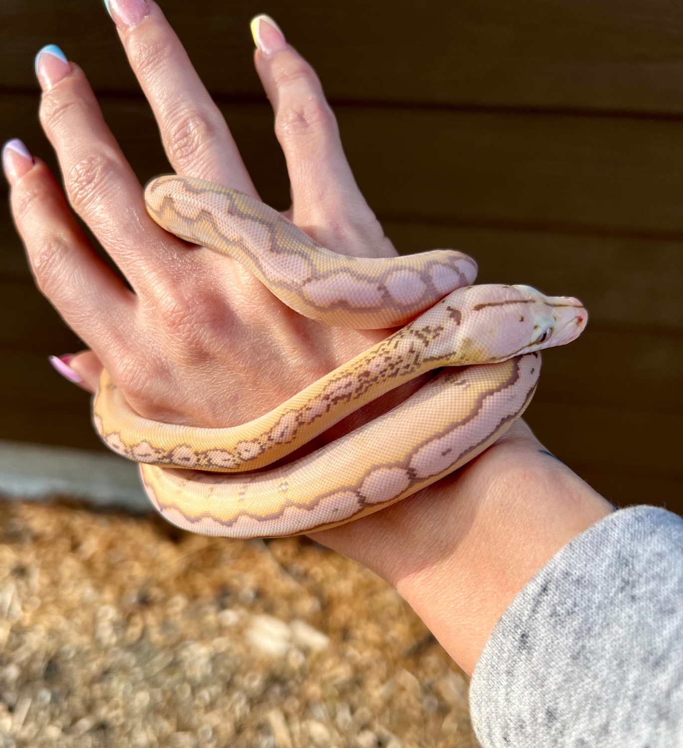 59.37% SD/D Motley Purple Snow Reticulated Python by Prodigy Pythons ...