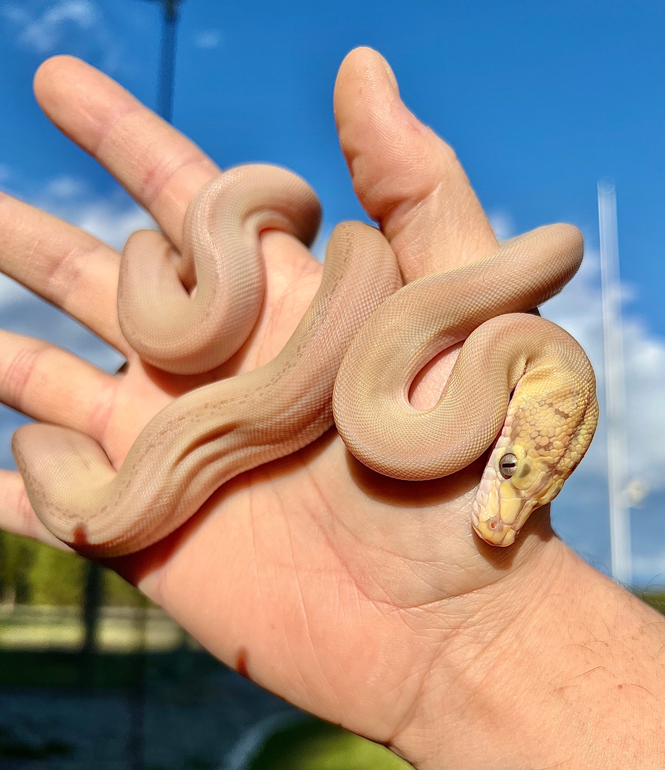 59.37% SD/D Motley GC Purple Snow Reticulated Python by Prodigy Pythons ...